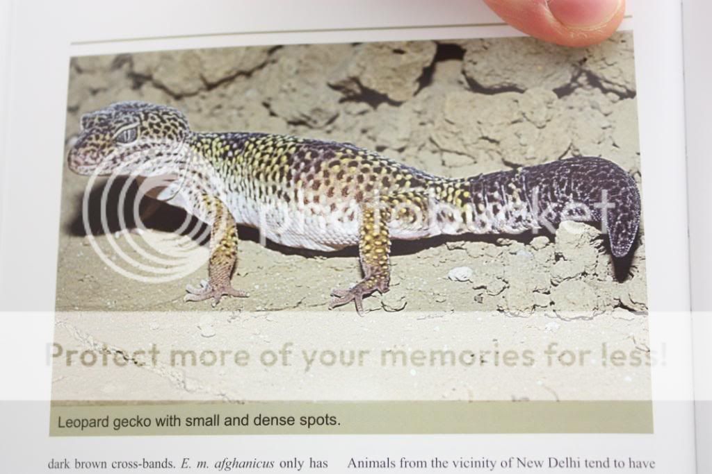 Pure wild leopard gecko species pictures. | Reptile Forums