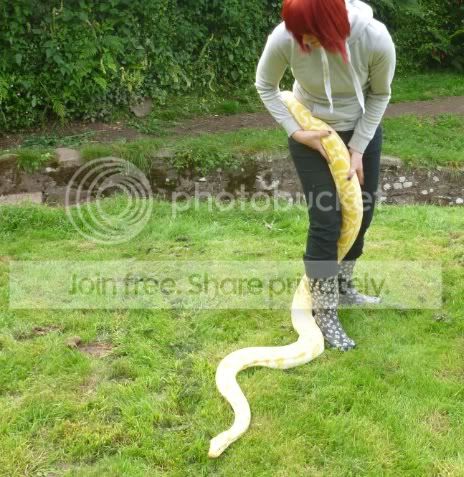 My big albino burm... | Reptile Forums