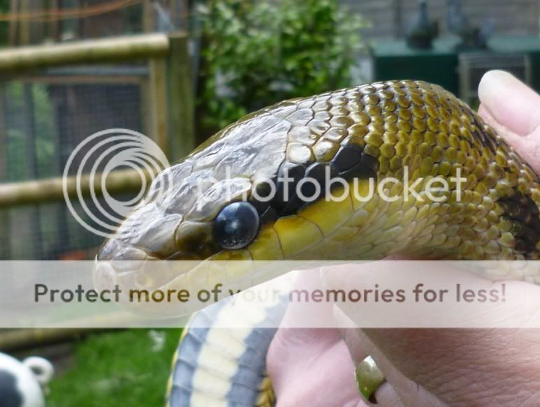 Retained eye caps, help needed! | Reptile Forums