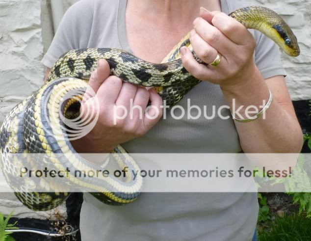 The Tai Beauty Snake Thread | Page 8 | Reptile Forums