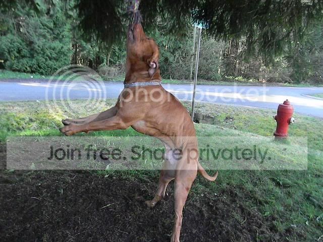 Photos of lean & well-conditioned dogs? | Go Pitbull Forums
