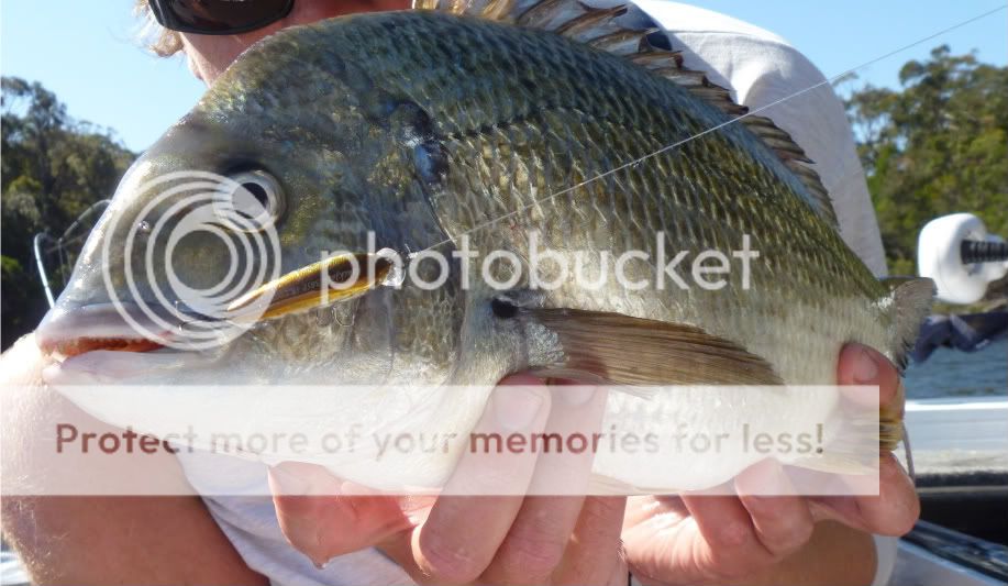 Damiki & Pontoon 21 Lure Monthly Competition for January 2011 - Bream ...