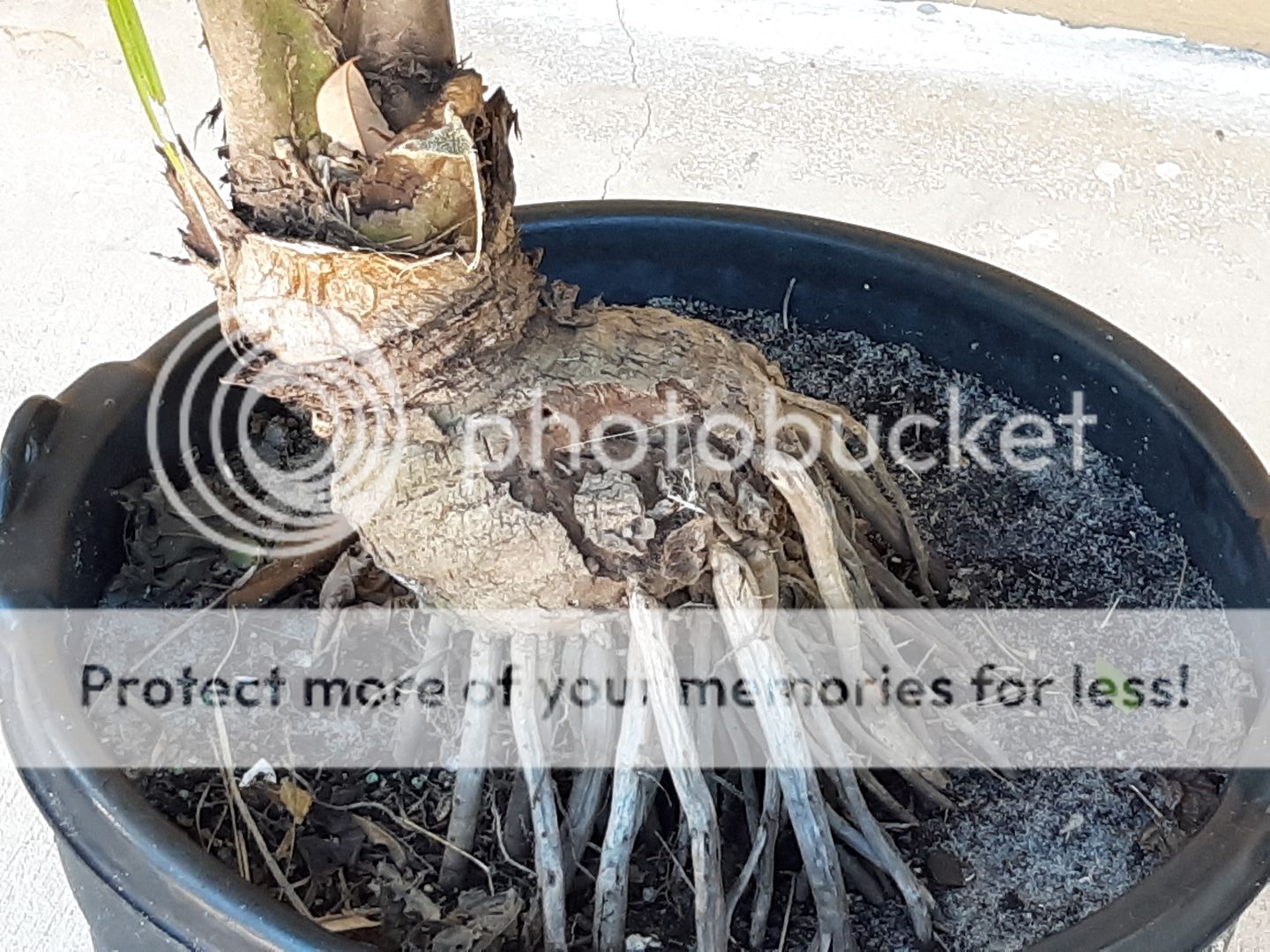 Stilt root ? episode of NAME THAT PALM!!! - DISCUSSING PALM TREES ...