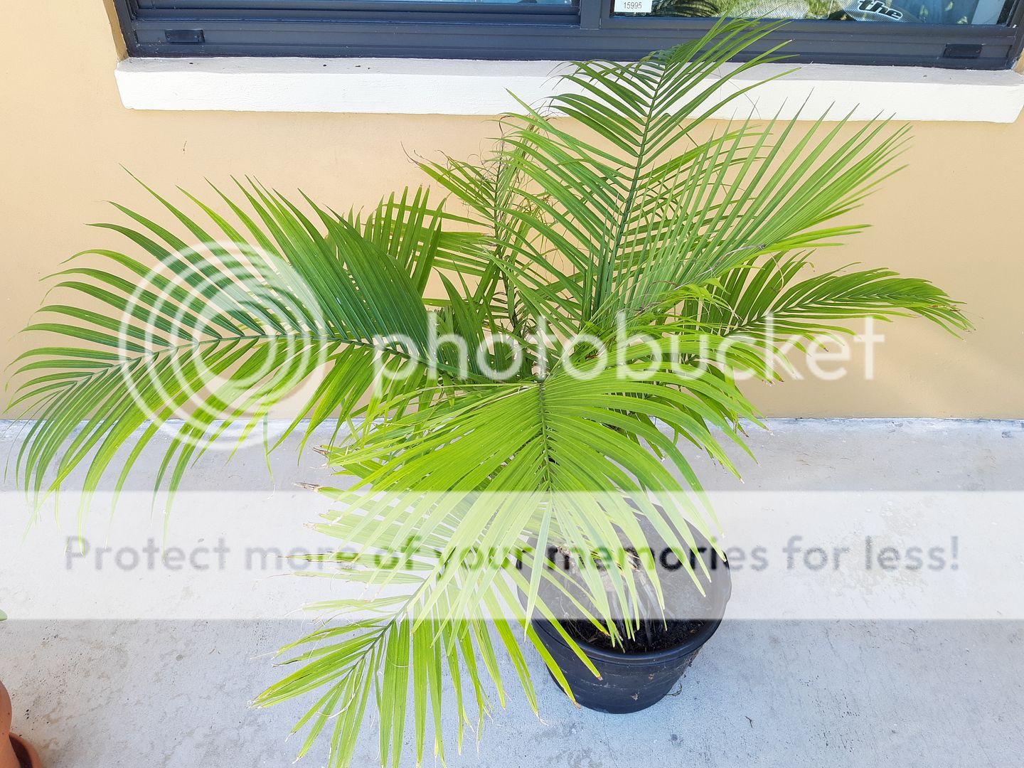 Stilt root ? episode of NAME THAT PALM!!! - DISCUSSING PALM TREES ...