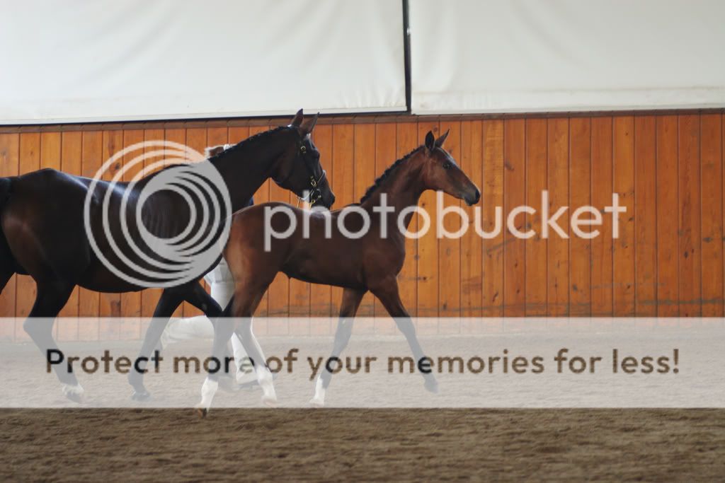 Inspections and thin mares - Sport Horse Breeding - Chronicle Forums