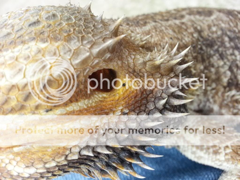 What Do Reptile Mites Look Like at Georgia Sturt blog