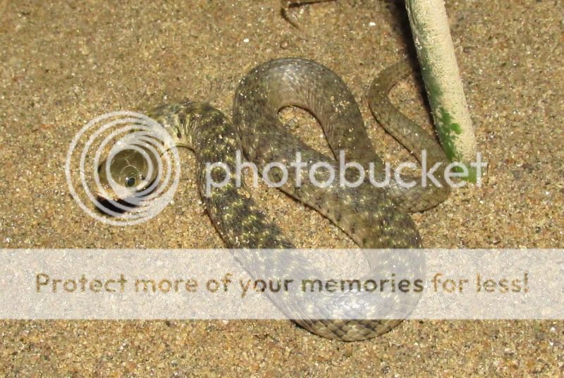 My Trip with the Bangladesh Python Project - all pics up! - Field Herp ...