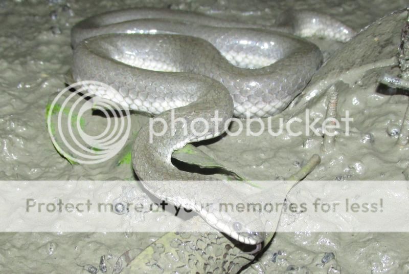 The Bangladesh Sundarbans - Field Herp Forum