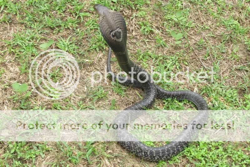 The Bangladesh Sundarbans - Field Herp Forum
