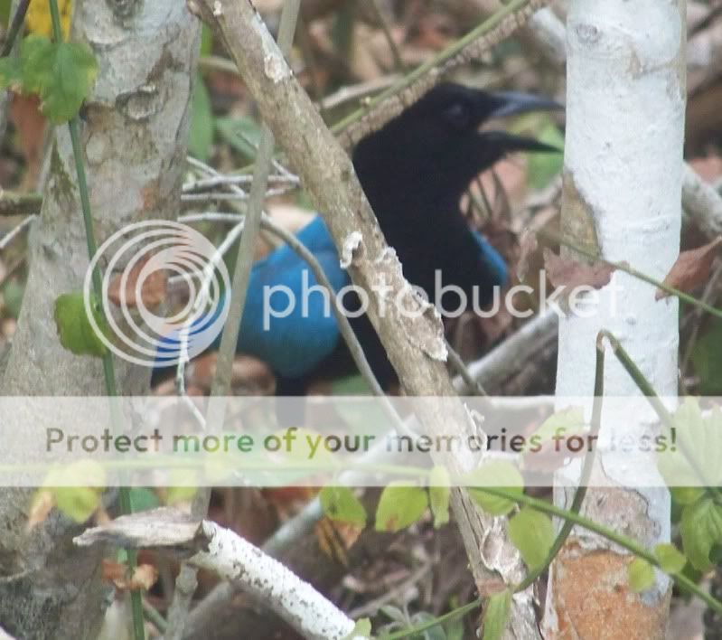 The Yucatan Peninsula: Riviera Maya - Field Herp Forum