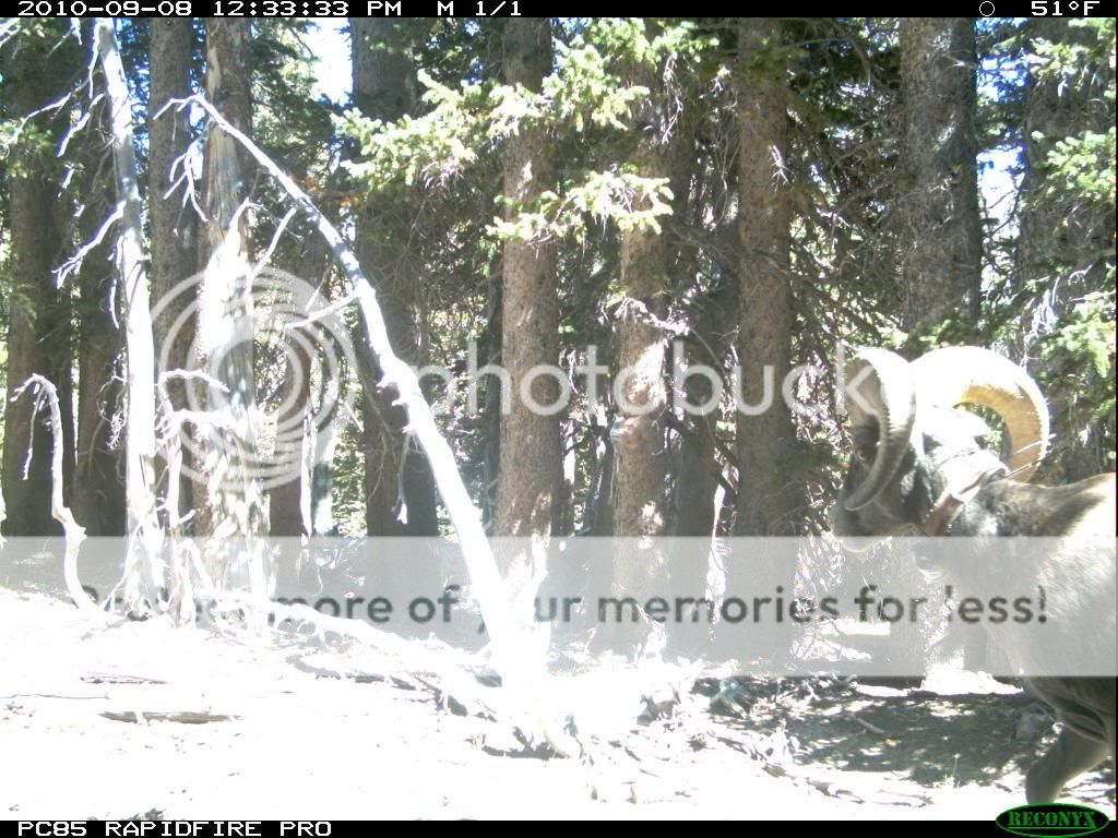 Game camera recommendations? - Field Herp Forum