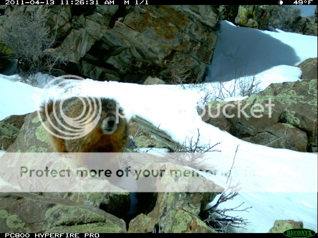 Game camera recommendations? - Field Herp Forum