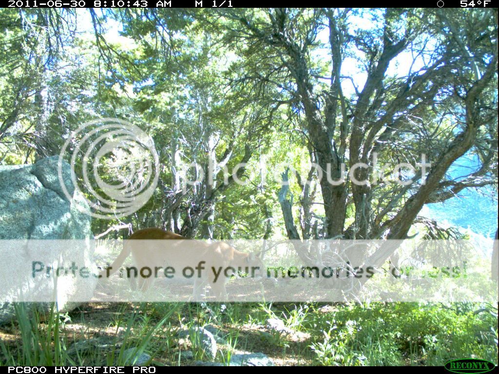 Game camera recommendations? - Field Herp Forum