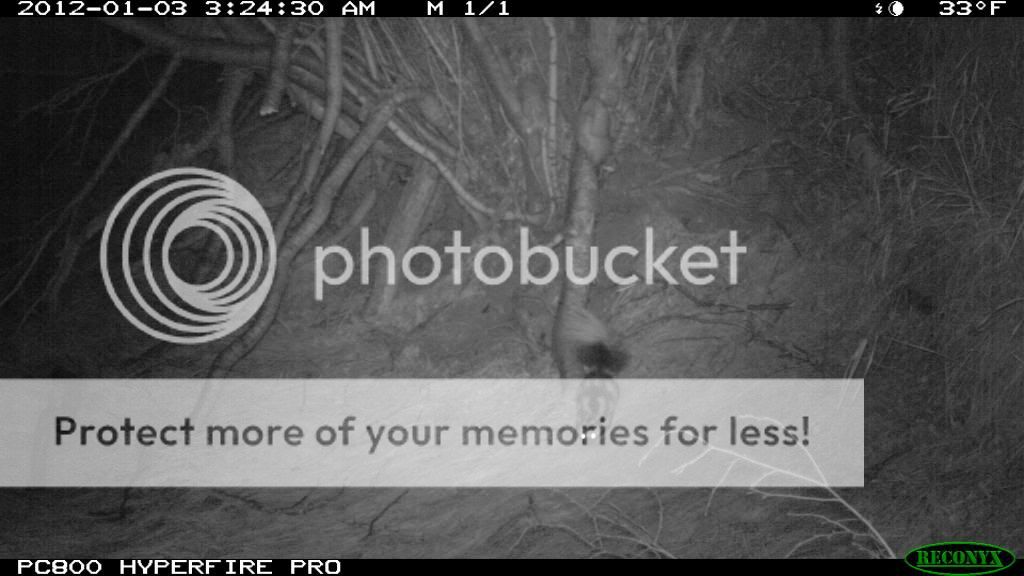 Game camera recommendations? - Field Herp Forum