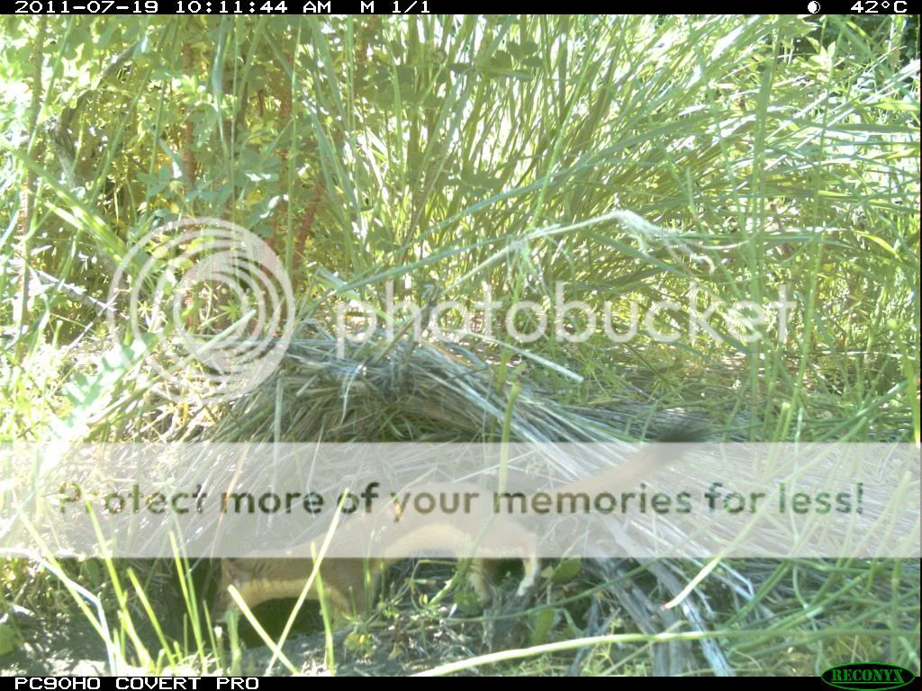 Game camera recommendations? - Field Herp Forum