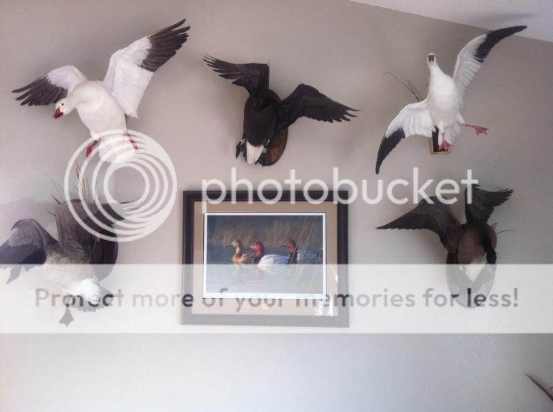 Goose mount ???? | Duck Hunting Forum