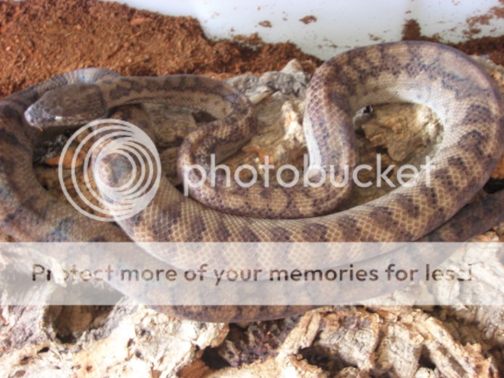 Slangenforum - Toon onderwerp - Any keepers of Epicrates?