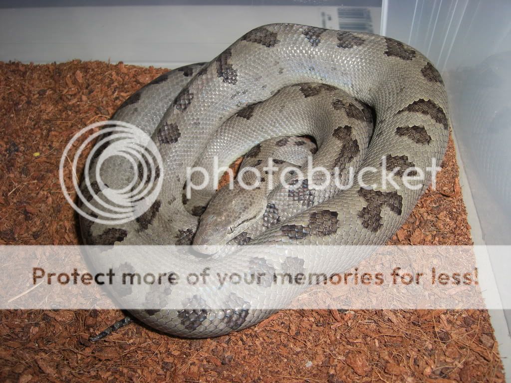 Slangenforum - Toon onderwerp - Any keepers of Epicrates?